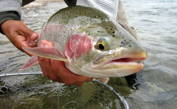 Clark Fork River Fly Fishing | Bigfork Anglers Fly Shop