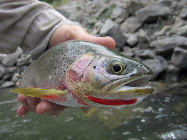 Clark Fork River Fly Fishing | Bigfork Anglers Fly Shop