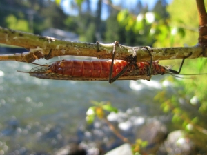 Blackfoot River Hatches