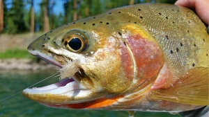 Blackfoot River Hatches