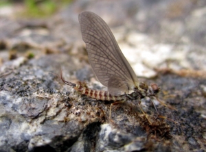 Blackfoot River Hatches